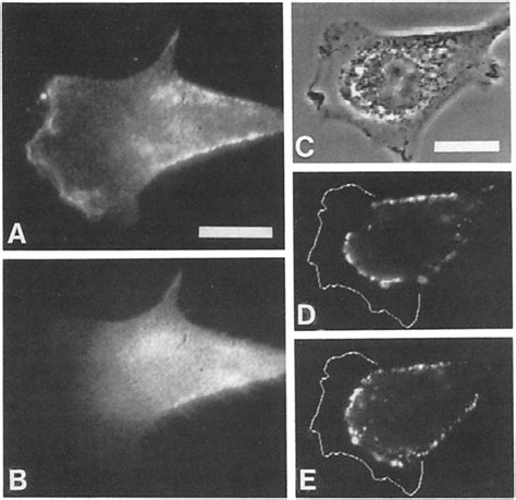 Selective And Sequential Capping On Cells Labeled Both For Pgp I And