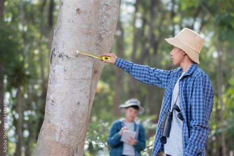 Babe Asian Babebabe Measuring A Size Of Tree Trunk With A Measuring Tape And Recording