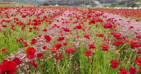붉은 꽃양귀비의 유혹하동 꽃양귀비축제 한창