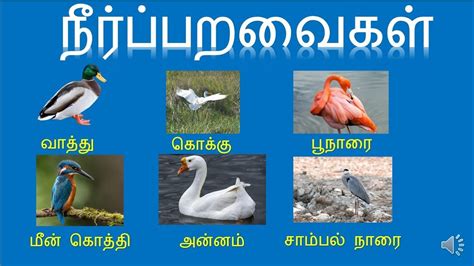 Birds Images With Names In Tamil