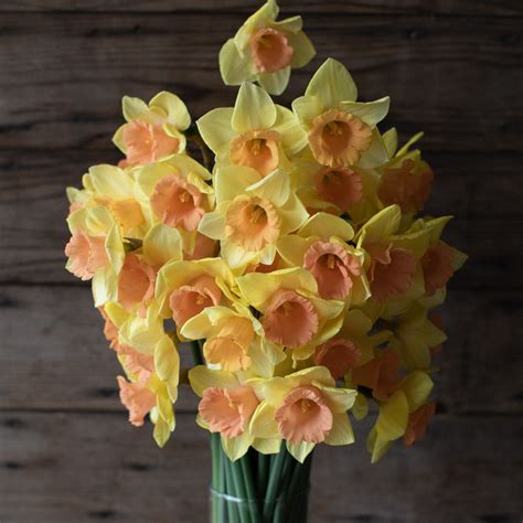 Narcissus Tom Pouce Floret Library