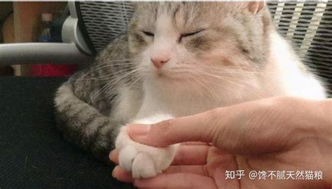 猫言之隐猫咪为什么不让你摸爪子其中1个原因要警惕 知乎