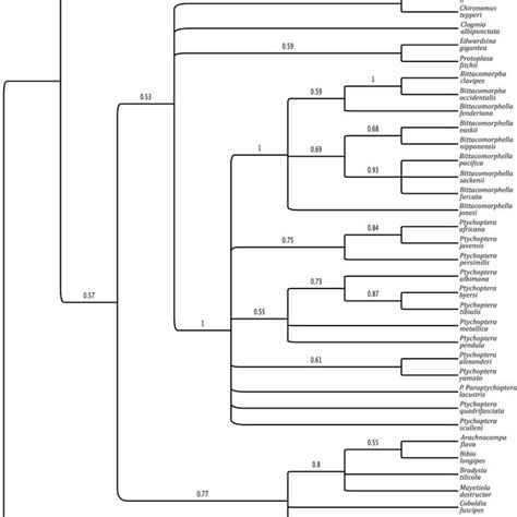 Bayesian Inference Phylogeny Based On Morphological Characters