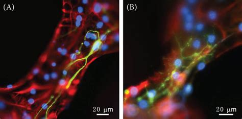 Regulation Of The Proliferation And Differentiation Of Nscs On 3d