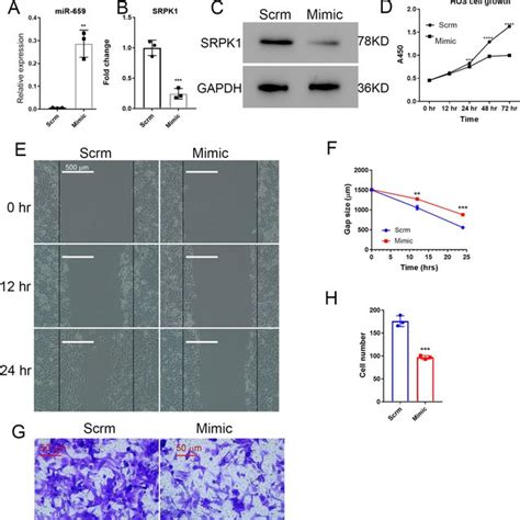 Real Time Pcr Primers Sequence Download Scientific Diagram