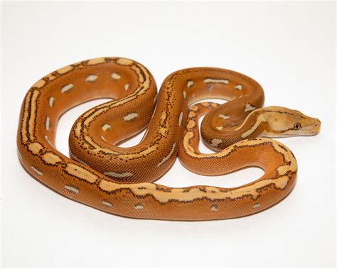 Orange Ghost Stripe Reticulated Python Traits Morphpedia