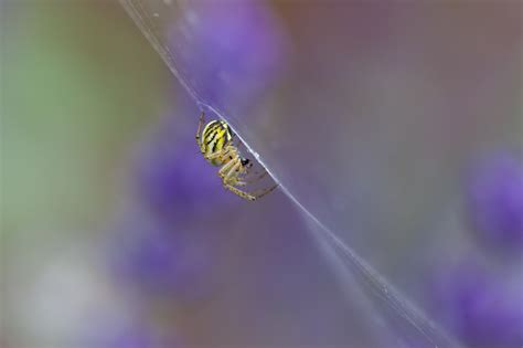 Spider Arachnid Web Free Photo On Pixabay Pixabay