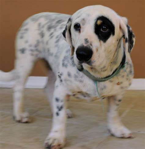 10 Heart Melting Basset Hound Mix Breeds To Aww Over