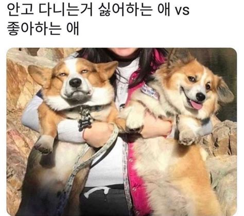 분홍코끼리 둘 다 표정에서 티가 많이 나는 편 👉 Volaai 분홍코끼리 분코