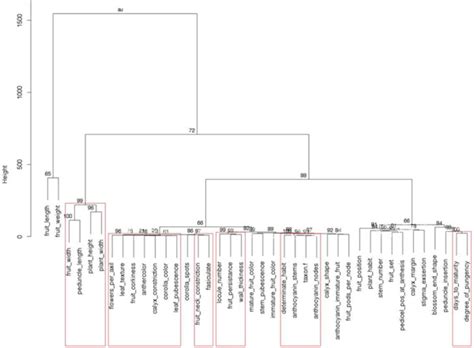 Dendrogram Depicting The Relationship Among 39 Morphological Traits In Download Scientific