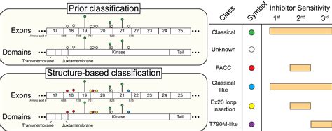 Structure Based Classification Of Egfr Mutations Informs Inhibitor Selection For Lung Cancer
