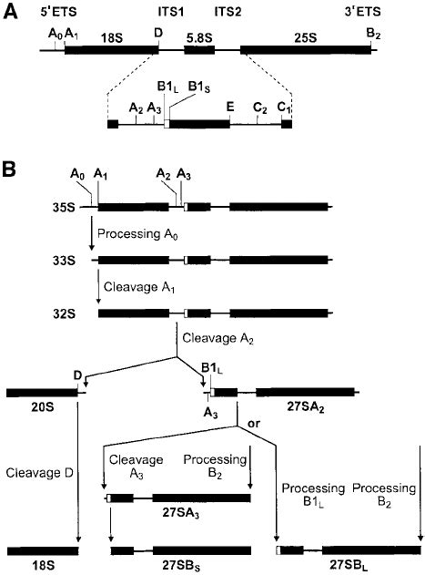 Pre Rrna Processing Pathway In Yeast A Structure Of 35s Pre Rrna Download Scientific
