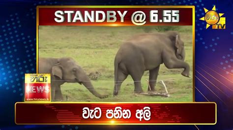 පැත්ත ගියත් ඇත්ත කියන ශ්‍රී ලංකාවේ අංක එකේ ප්‍රවෘත්ති විකාශය අද 06 55ට Hiru News Youtube