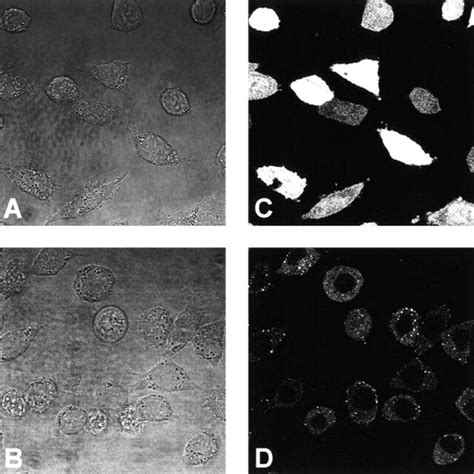 Subcellular Localization Of Gfp And The Fusion Protein Gfpa20 Cells