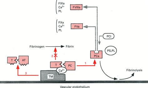 Anficoagulant Pathways Associated With Thrombomodulin Binding Of