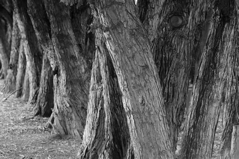 Dorsomedial Prefrontal Cortex Photos Download The Best Free Dorsomedial Prefrontal Cortex Stock