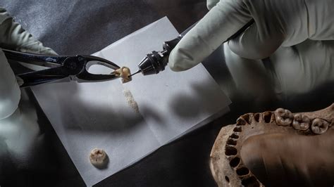 How Ancient Dna—from Neanderthals To The Black Plague—has Transformed Archaeology National