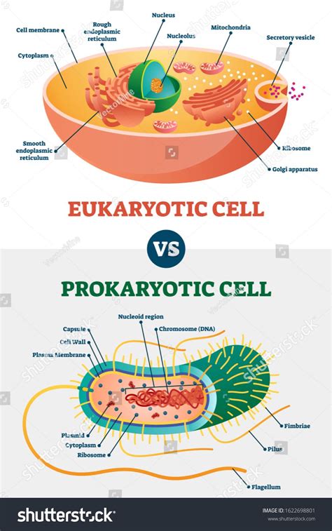Eukaryotic Vs Prokaryotic Cells Educational Biology Vector Illustration Diagram Microbiology