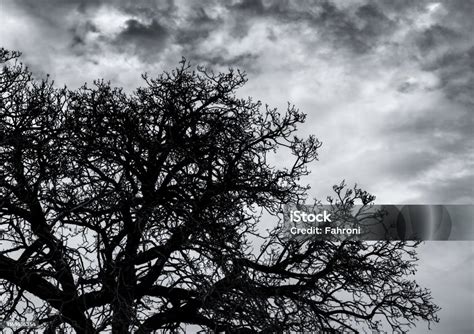 회색 하늘 배경에 실루엣 죽은 나무와 분기 나무의 검은 가지입니다 자연 텍스처 배경입니다 슬프고 죽고 외롭고 절망적이며 절망에 대한 예술적 배경 할로윈 날 배경입니다 0명에