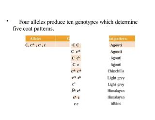 Multiple Alleles Inheritance Pattern Involving More Than Two Gene