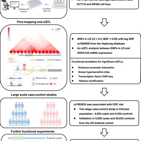 Flowchart Of A Comprehensive Strategy To Identify The Causal Gene And Download Scientific