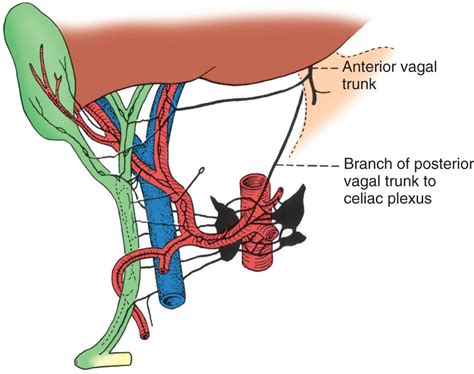 Anatomy Embryology Anomalies And Physiology Of The Biliary Tract