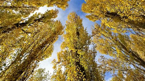 Golden Leafed Poplars