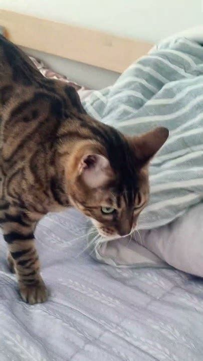 걍 기여워서 고양이 포캣몬 브금 Youtube