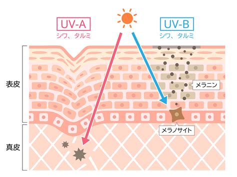 Ac Uva Uvb Ba タナカ皮膚科