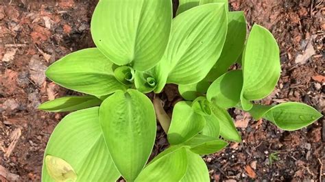 31주년 결혼기념일 봄꽃 모종 심기백일홍 빈카 물무궁화금어초작약 꽃몽우리 소박한 정원의 일상 Youtube