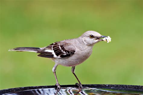 A Northern Mockingbird S Peculiar Suet Behavior Steve Creek Wildlife