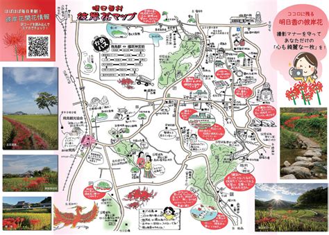 彼岸花開花情報 明日香村観光ポータルサイト 旅する明日香ネット
