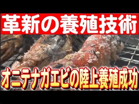 山梨のイノベーション甲斐市でオニテナガエビの陸上養殖成功 日本財団 海と日本PROJECT in やまなし 2024 03 YouTube