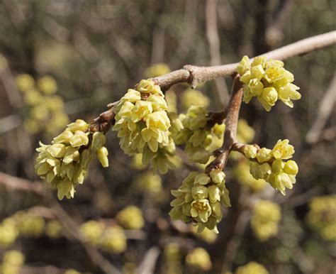 Anacardiaceae