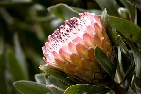 Протея - фото и картинки: 68 штук