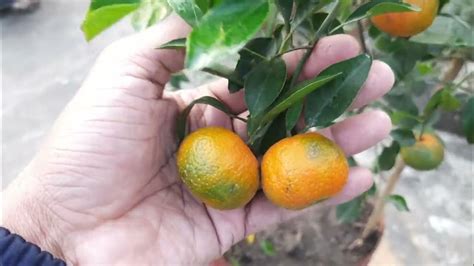 ফেব্রুয়ারিতে প্রচুর ফুল পেতে এখনি ডাল ছাটাই করুন। ডাল কিভাবে কতটুকু ছাটাই করতে হয়। গাছের ডাল