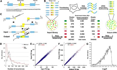 High Throughput Definition Of Pre Mrna Splicing Signals From Sequence Download Scientific