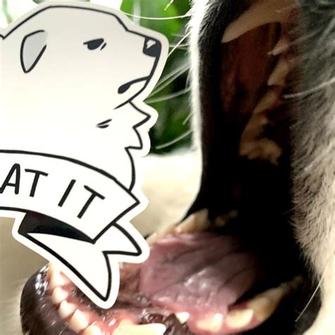 Find The Pyr… R Greatpyrenees