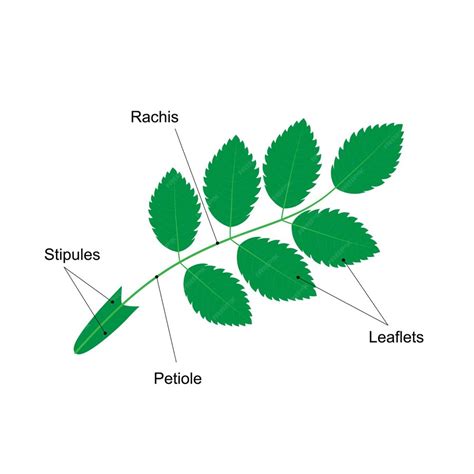 Premium Vector Compound Leaf Diagram Of A Compound Leaf Rosa Canina