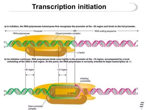 Transcription In Prokaryotes Pptx