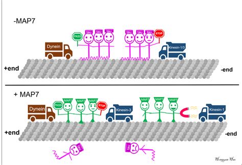 Microtubule Motors Read Maps Bioscope