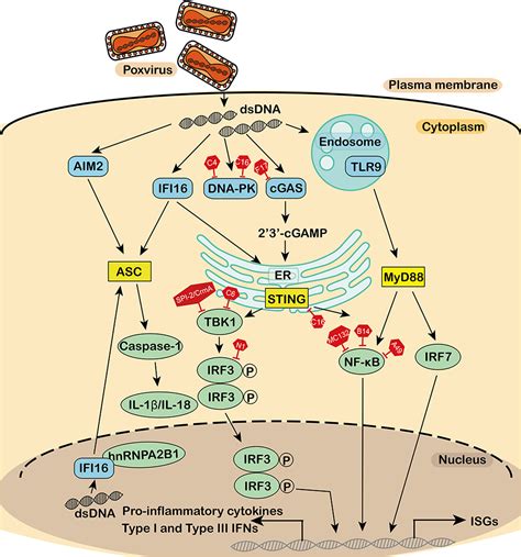 Frontiers Dna Sensing Antiviral Innate Immunity In Poxvirus Infection