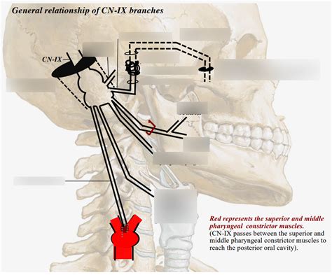 Glossopharyngeal Nerve Diagram Quizlet