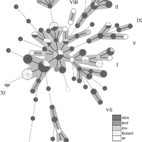 Minimum Spanning Tree Based On Mlva Profiles Of Salmonella Typhimurium