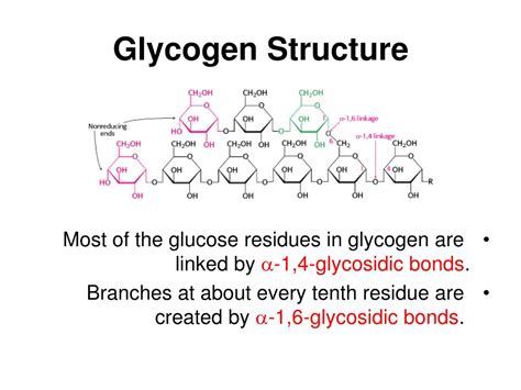 Ppt Glycogen Metabolism Powerpoint Presentation Free Download Id 3861881
