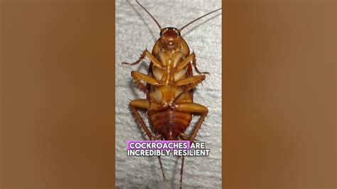 Coackroach Amazing Abilities Youtube Coackroach Amazing Abilities Youtube