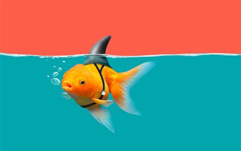 1000 Funny Fish Pictures