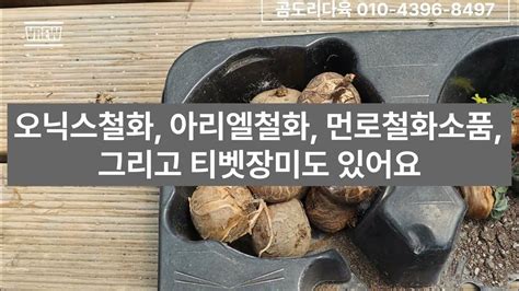 판매영상오닉스철화 티벳장미 아리엘철화와 먼로철화 요즘 뜨는 식물들에 관한 정보들도 준비했어요 티벳장미가 크면 이렇게