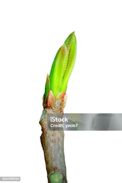 흰색 바탕에 녹색 잎 꽃과 나뭇가지의 이미지 자연입니다 0명에 대한 스톡 사진 및 기타 이미지 0명 감귤류 과일 계절 Istock