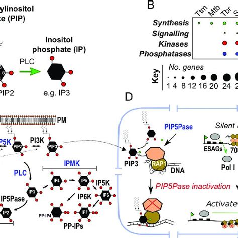 Pip And Ip Synthesis And Regulation In T Brucei A Structure Of Pip2 Download Scientific Pip And Ip Synthesis And Regulation In T Brucei A Structure Of Pip2 Download Scientific